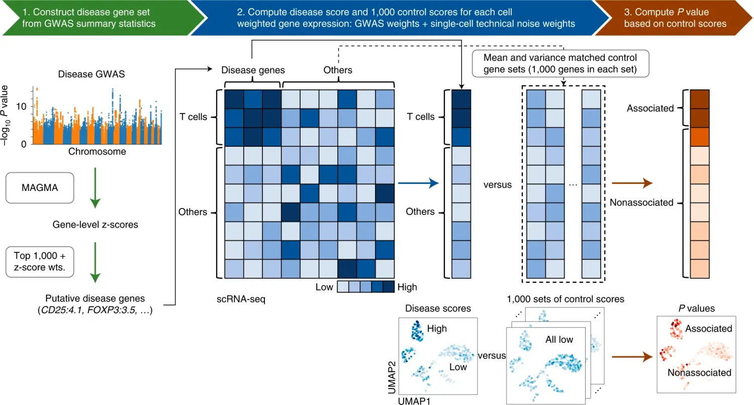 Post-GWAS：单细胞疾病相关性评分（scDRS）分析 - 格发许可优化